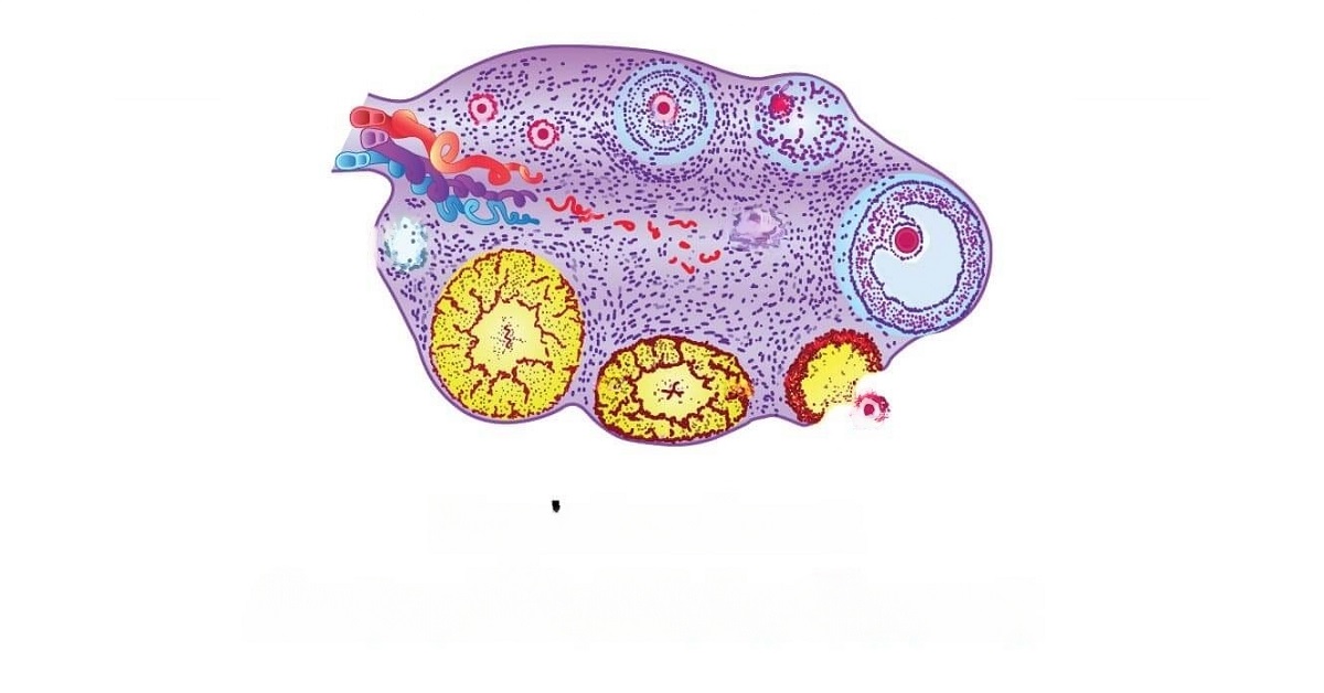Understanding Fertility Tests Antral Follicle Count And 60 Off